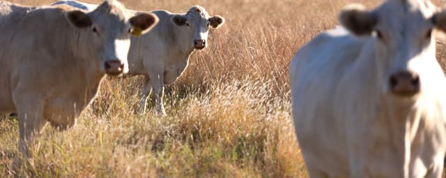 Rolling V Ranch WCID 2